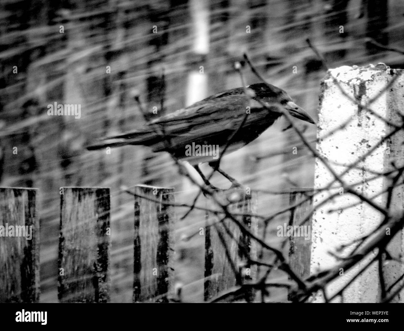 Raven in the snow hi-res stock photography and images - Alamy
