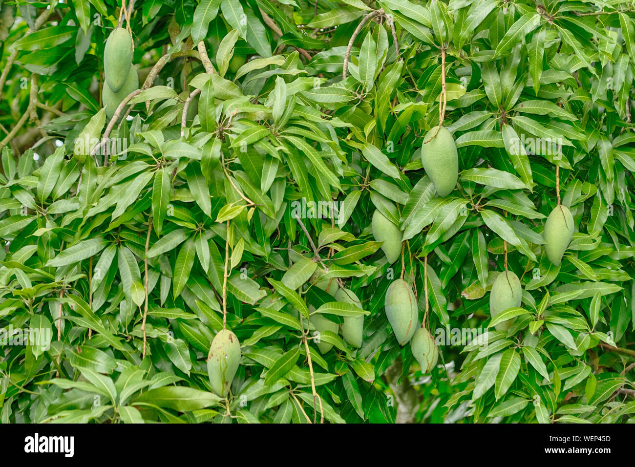 Leaves of the mango tree hi-res stock photography and images - Alamy