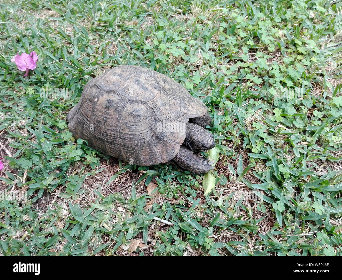 Dermoquelides hi-res stock photography and images - Alamy