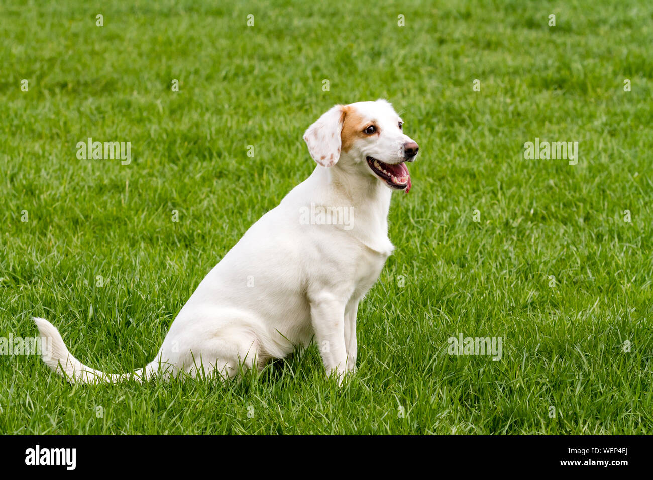 Non pedigree hi-res stock photography and images - Alamy