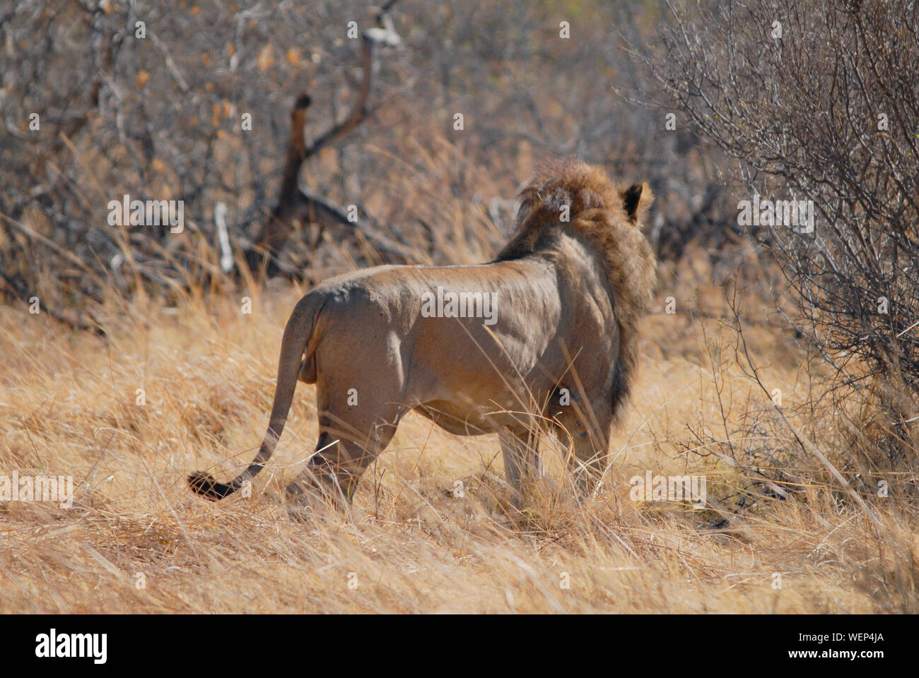 Rear view lion hi-res stock photography and images - Alamy
