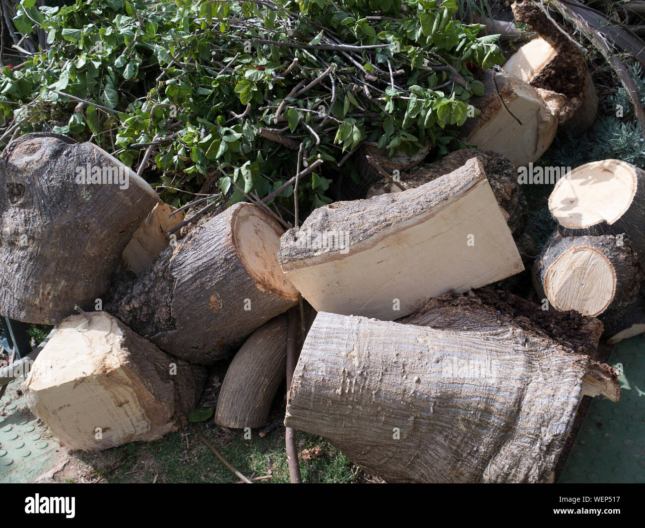 Climate change tree hi-res stock photography and images - Alamy