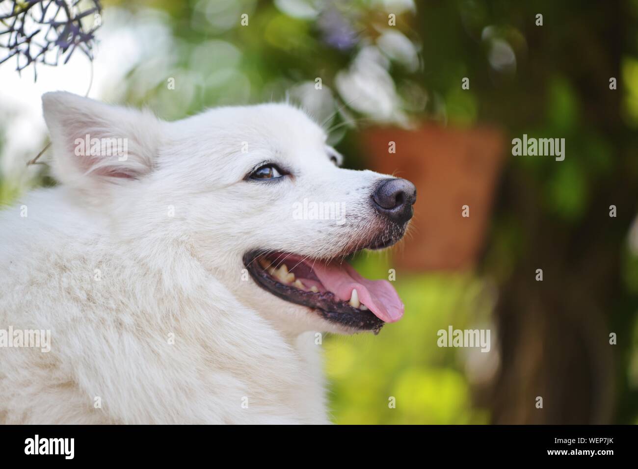 Dog sideways view hi-res stock photography and images - Alamy
