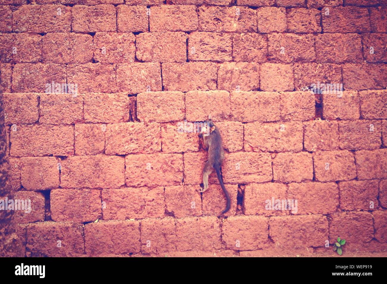 Monkey Climbing Wall High Resolution Stock Photography and Images - Alamy