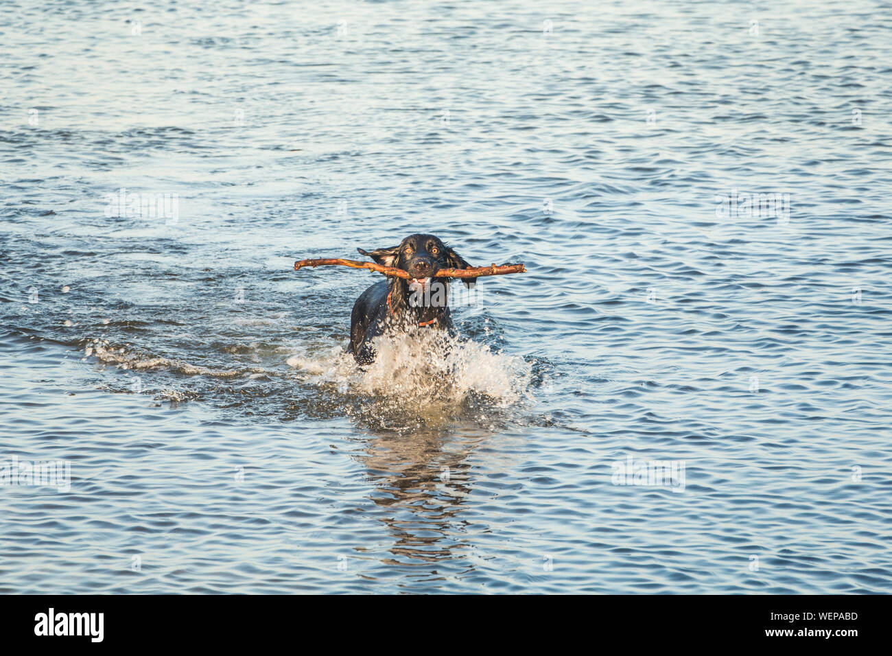 Dog with branch hi-res stock photography and images - Alamy