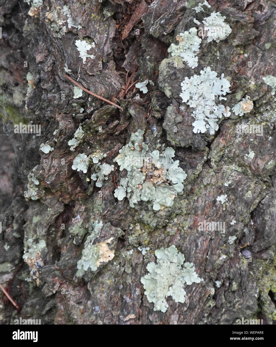 Lichen the bark hi-res stock photography and images - Alamy