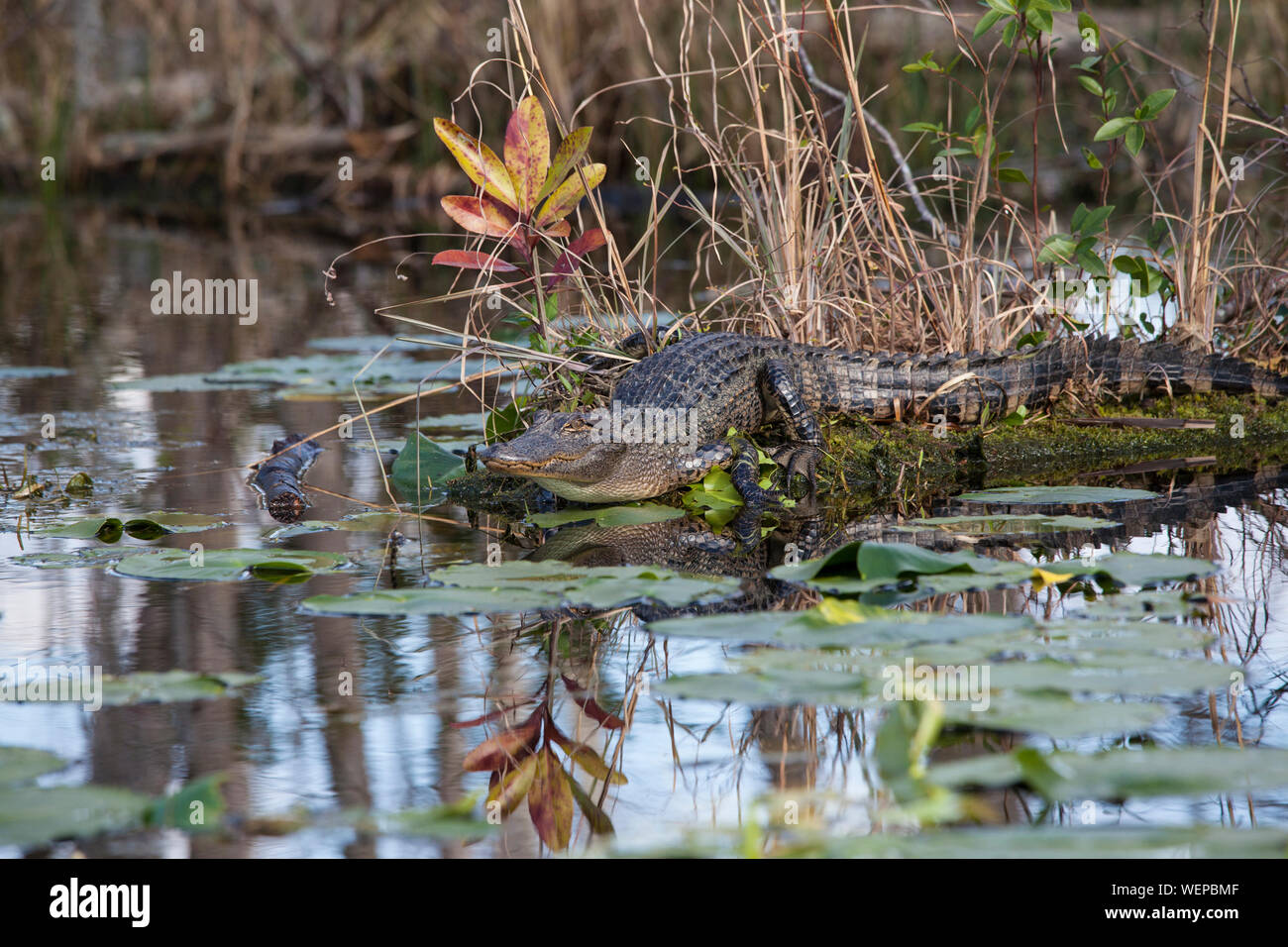 Alligator habitat hi-res stock photography and images - Alamy