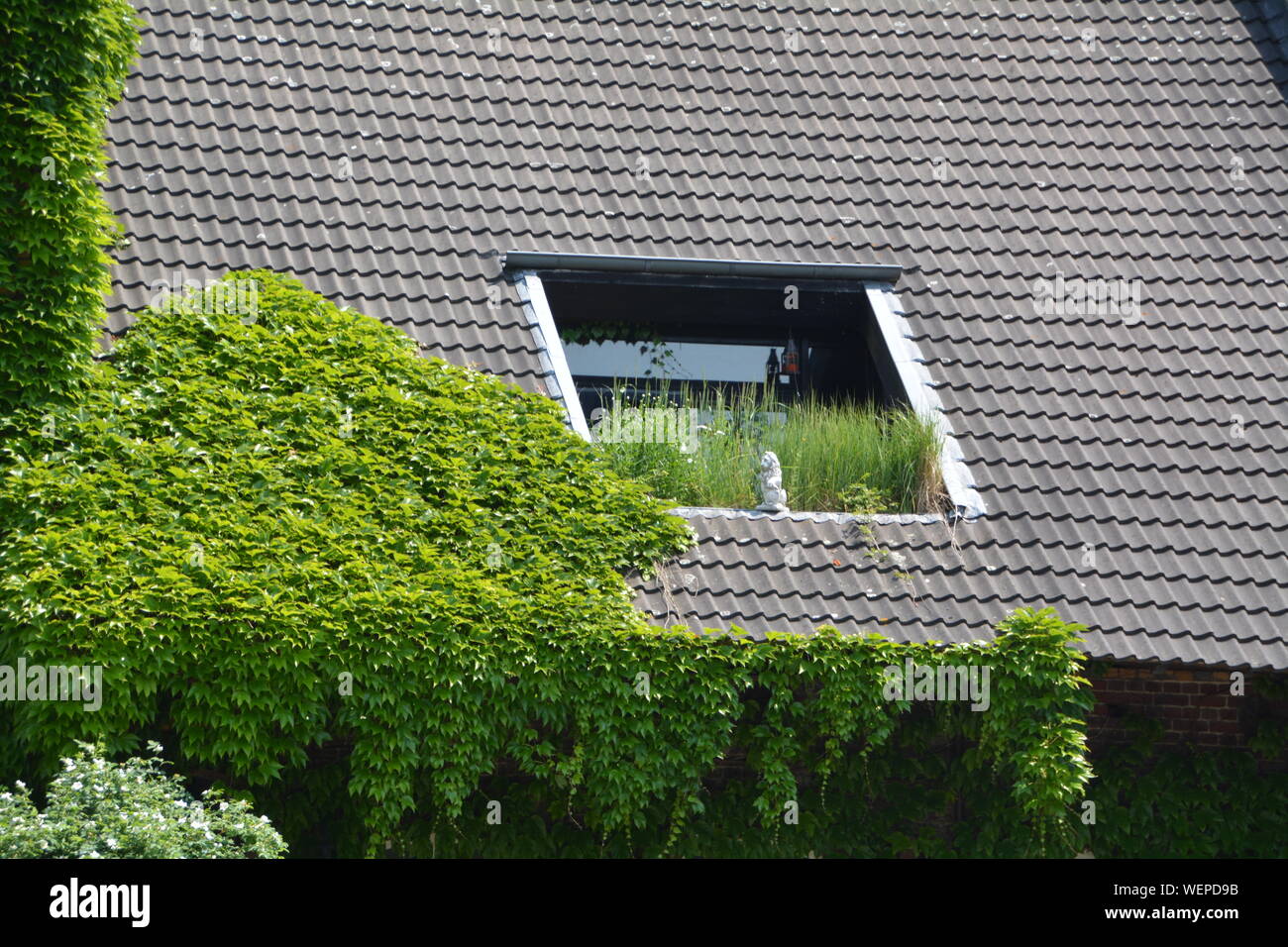 House Creepers High Resolution Stock Photography and Images - Alamy