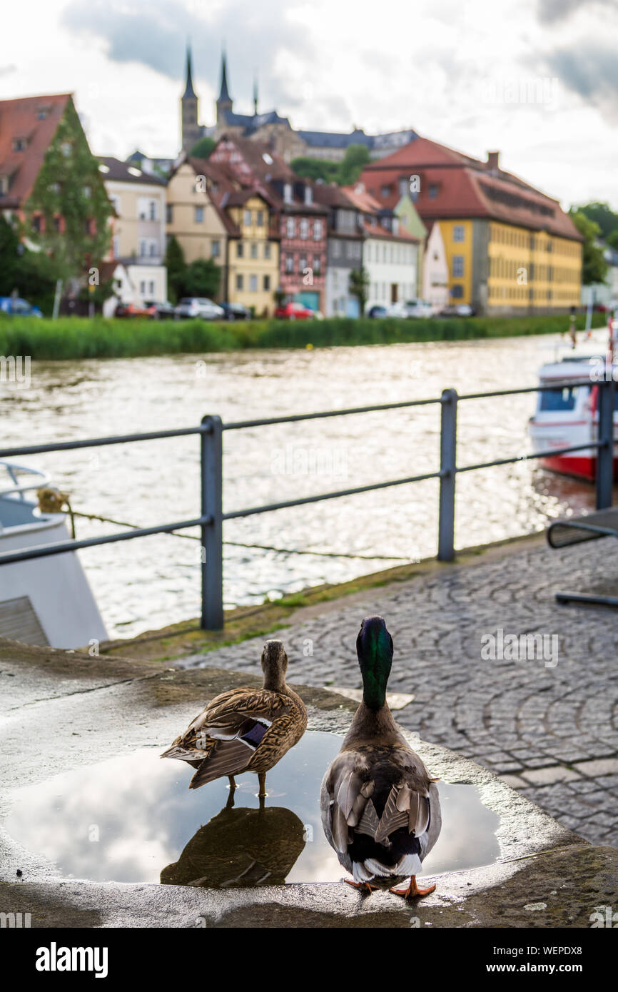 Puddle ducks hi-res stock photography and images - Alamy