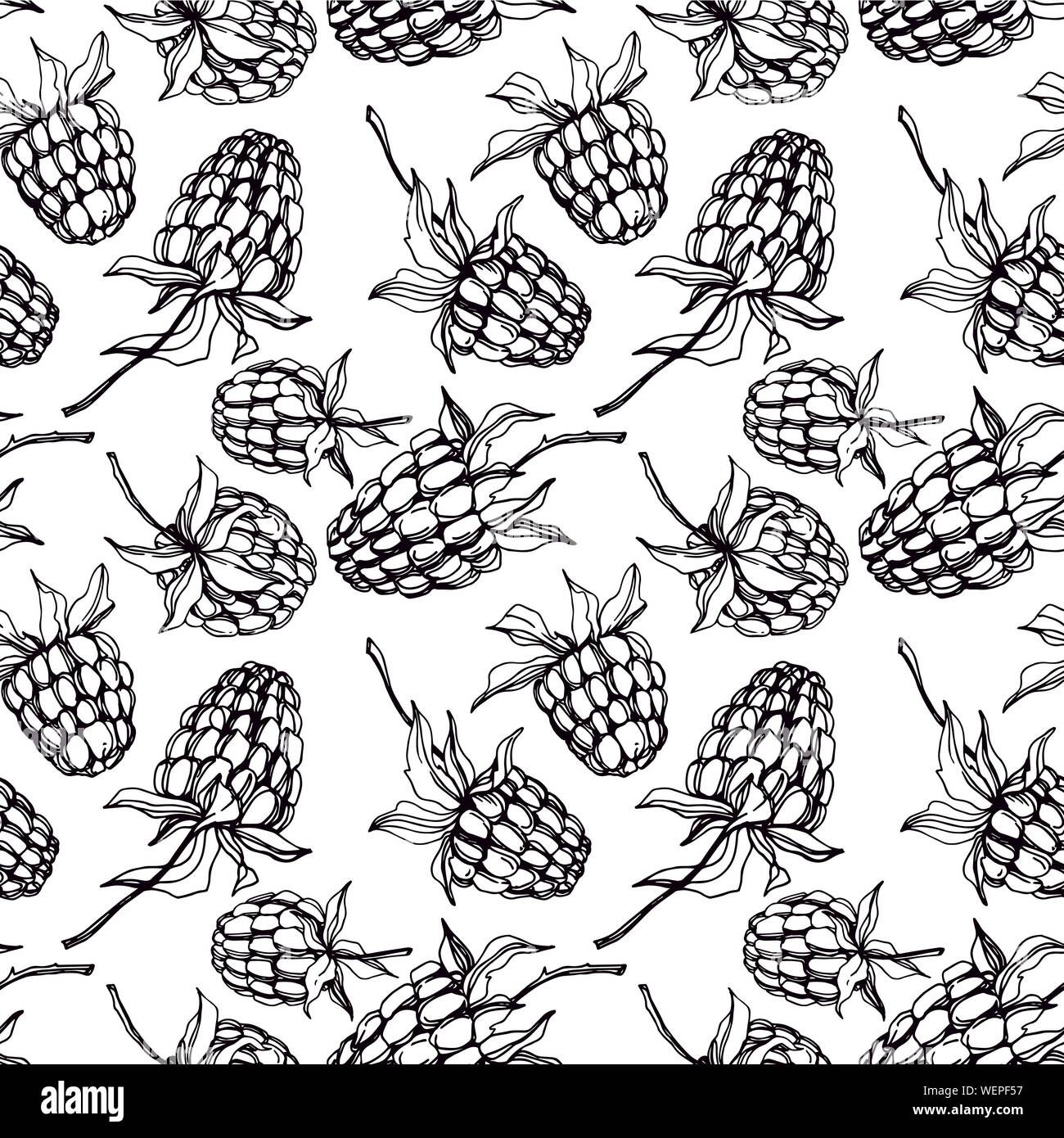 Vector Raspberry healthy food isolated. Black and white engraved ink ...