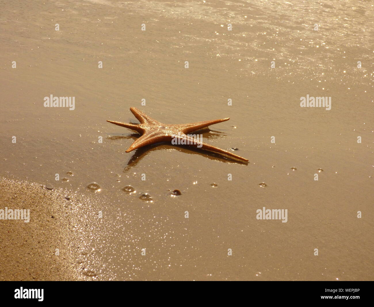Dead starfish shore hi-res stock photography and images - Alamy
