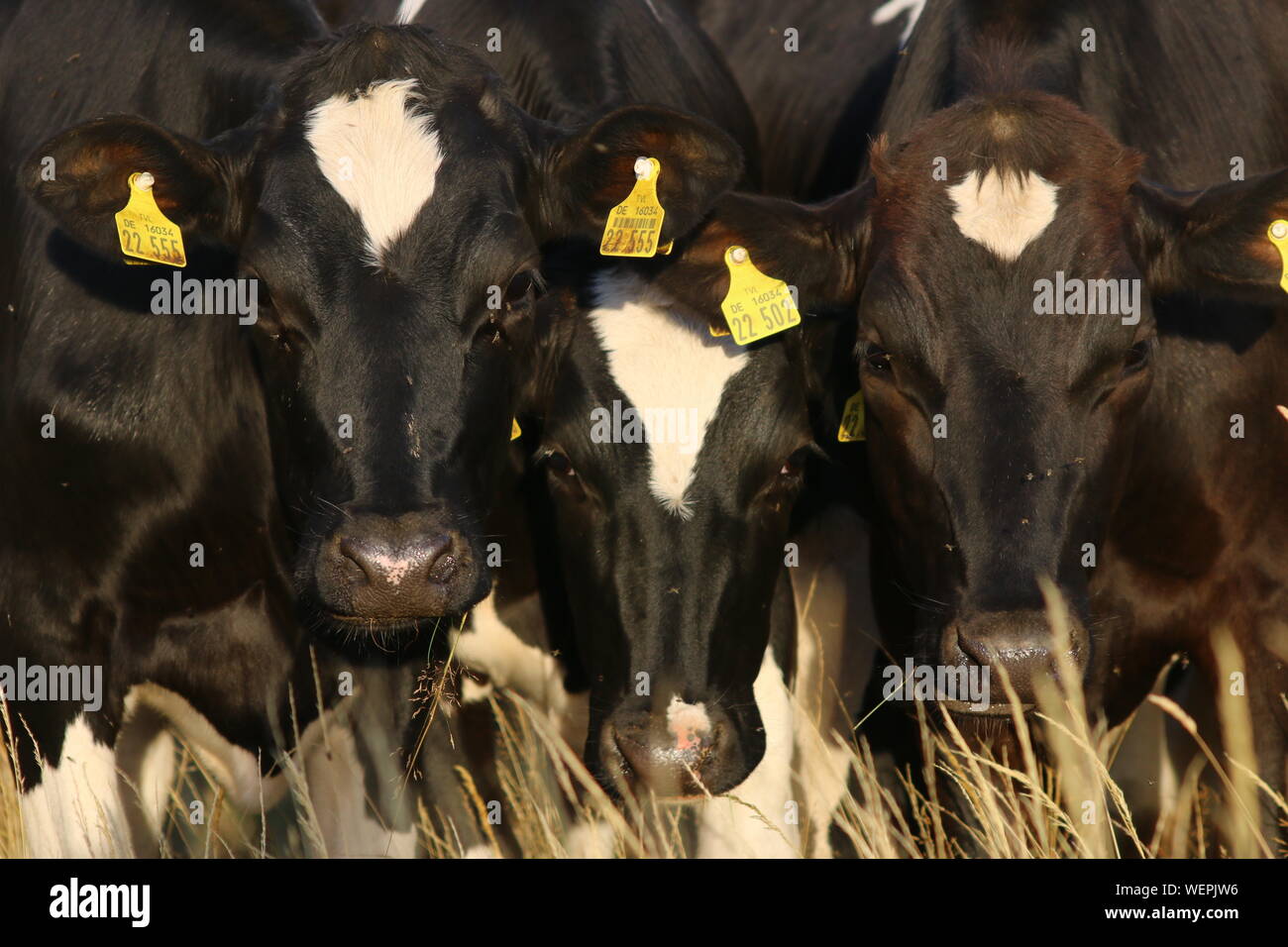 Three cows together hi-res stock photography and images - Alamy