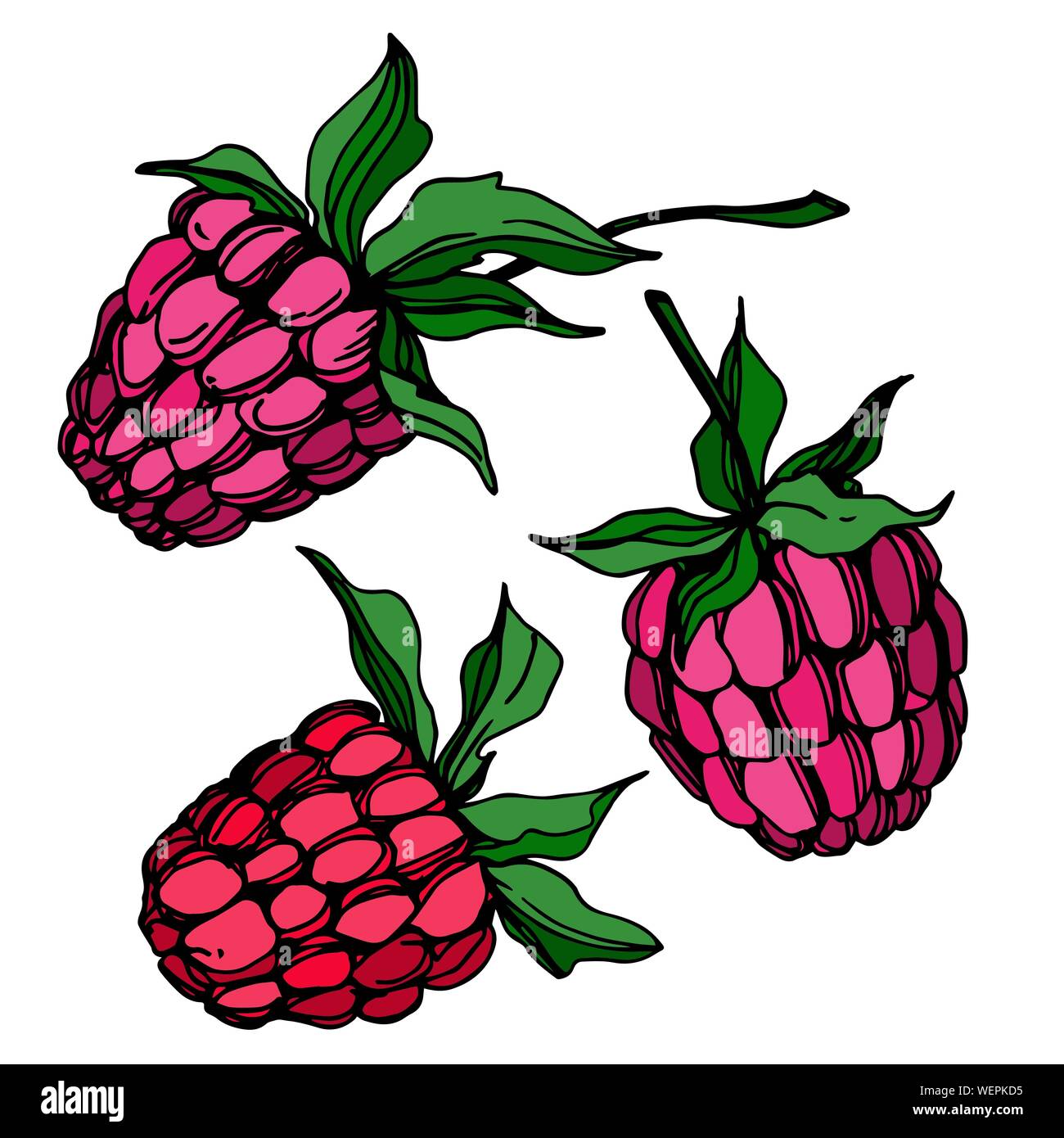 Vector Raspberry healthy food fresh berry isolated element. Black and ...