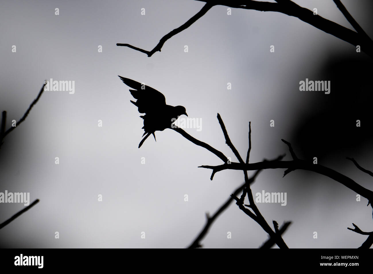 Bird under light hi-res stock photography and images - Alamy