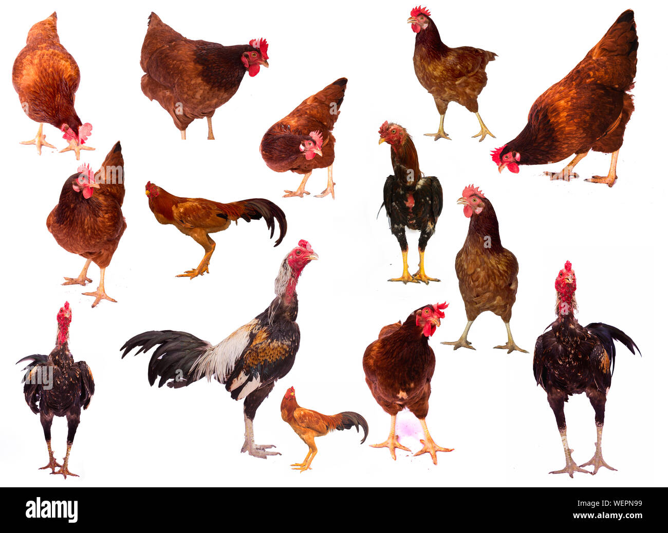 Male chickens hi-res stock photography and images - Alamy