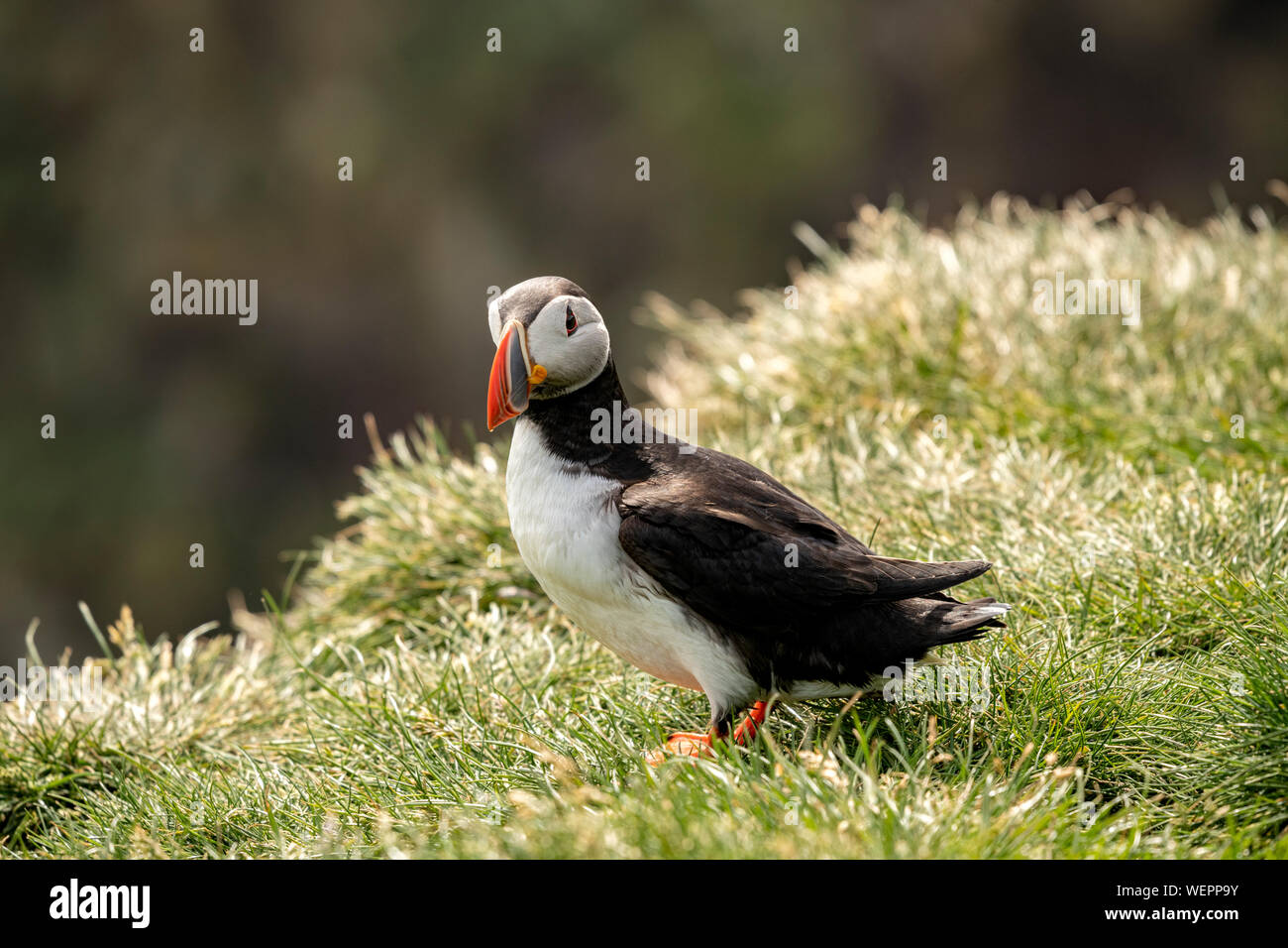 Puffin sitting on a cliff in Iceland Stock Photo - Alamy