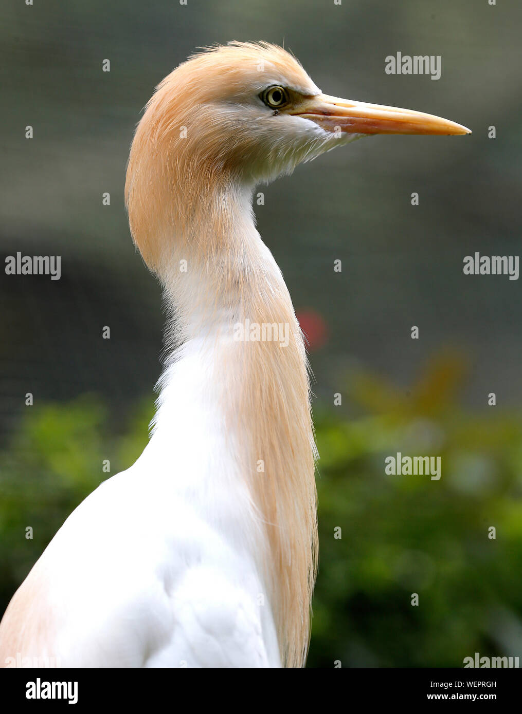 Crane profile hi-res stock photography and images - Alamy