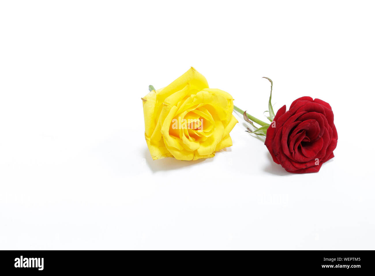 Yellow and red rose hi-res stock photography and images - Alamy