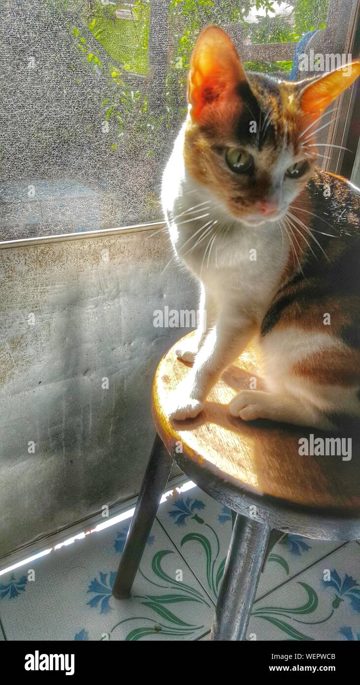 Cat on stool hi-res stock photography and images - Alamy