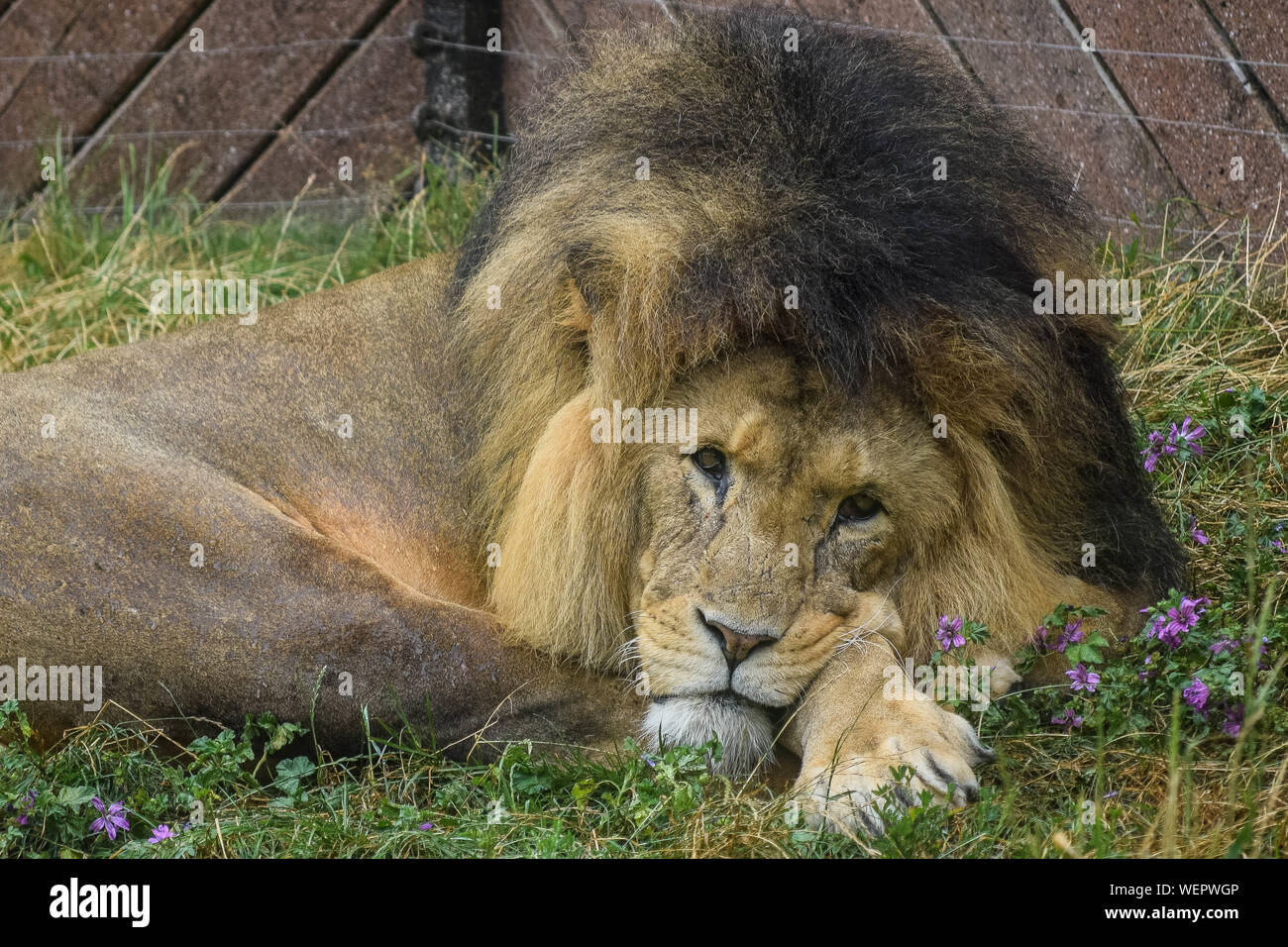Portrait Of Lion Relaxing In Zoo Stock Photo - Alamy
