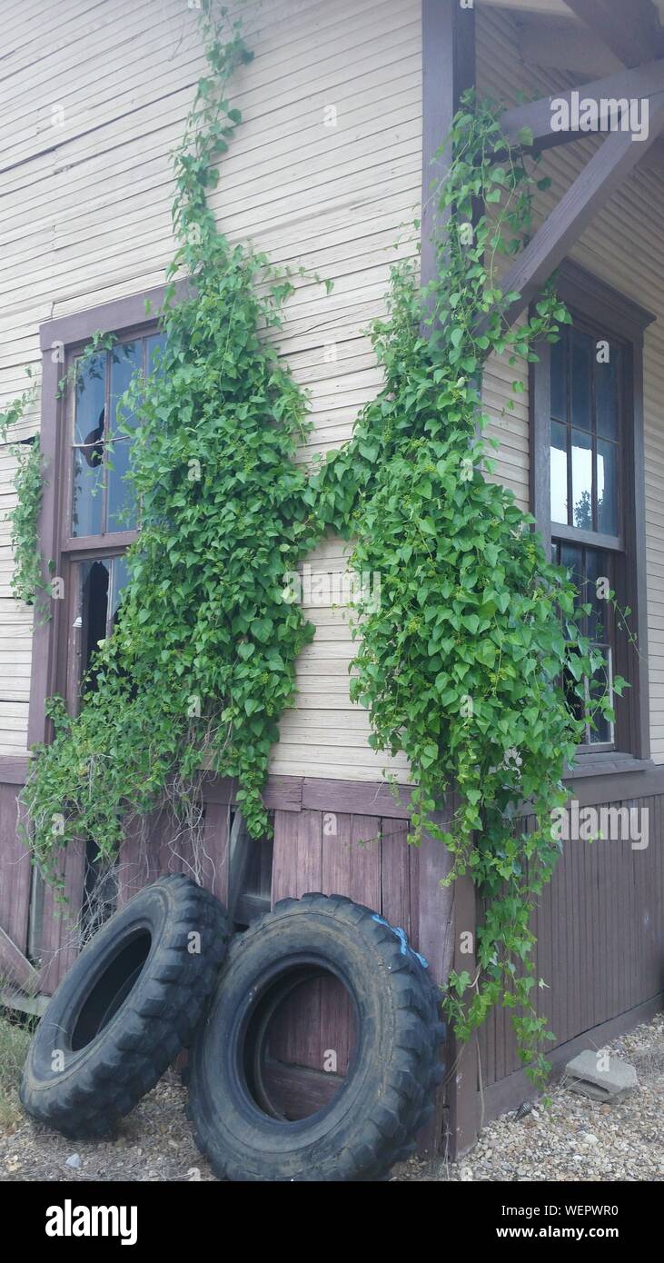 Creepers on house hi-res stock photography and images - Alamy