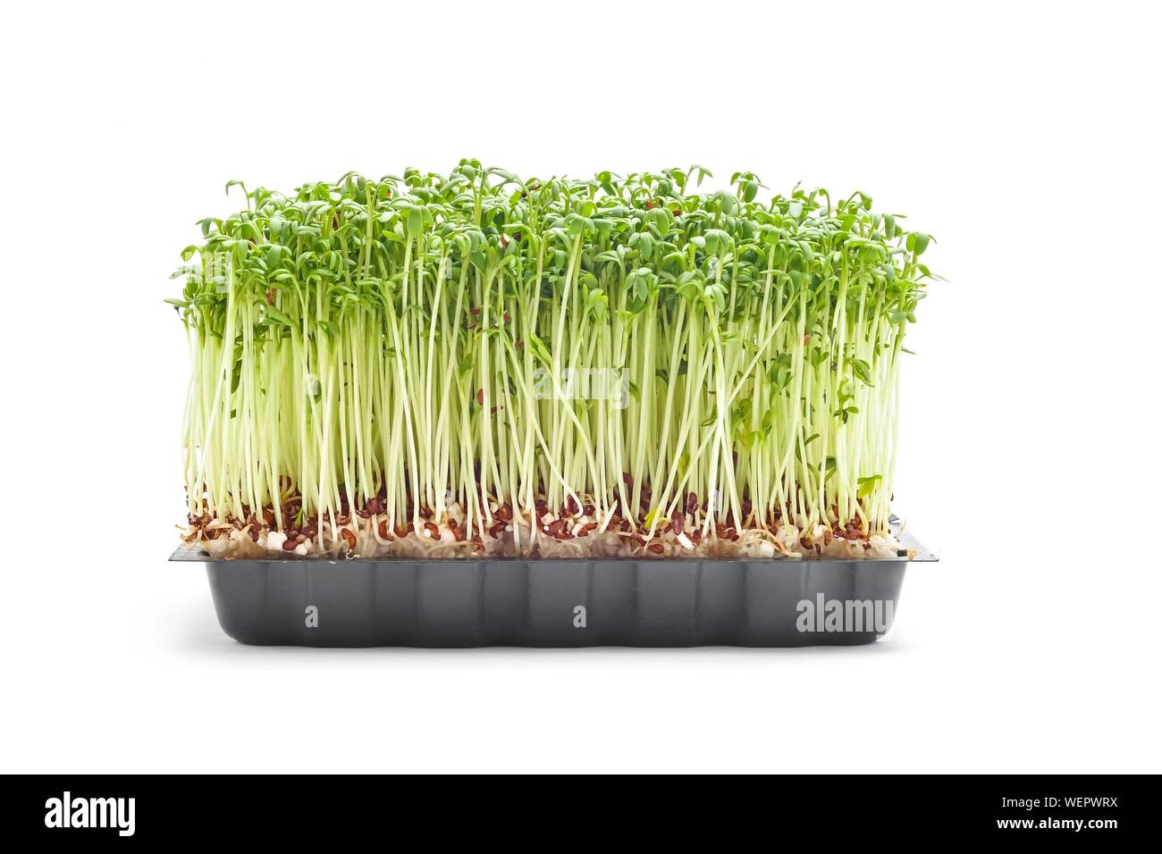 Cress plant Cut Out Stock Images & Pictures - Alamy