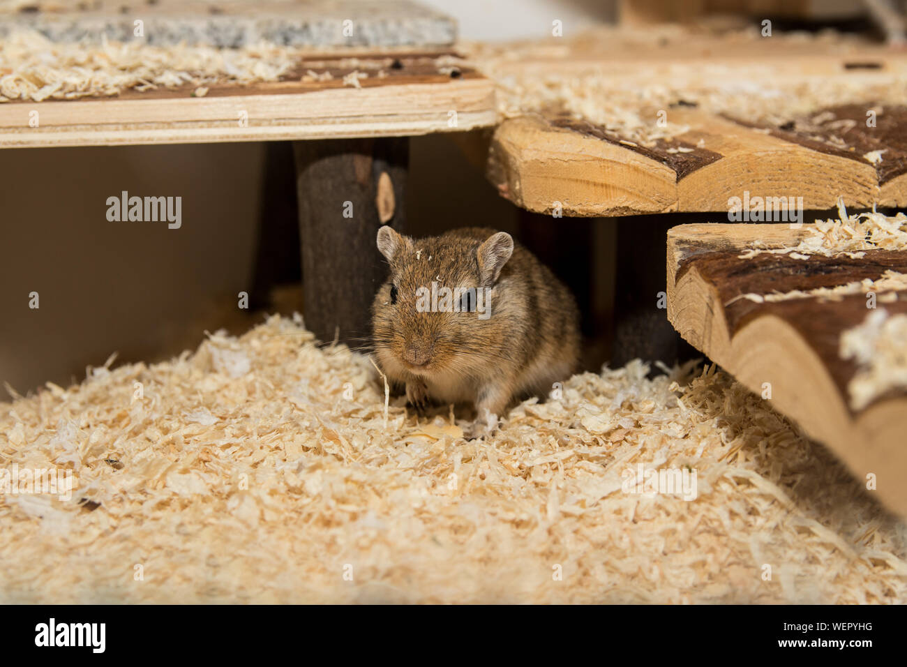Dust mouse hi-res stock photography and images - Alamy
