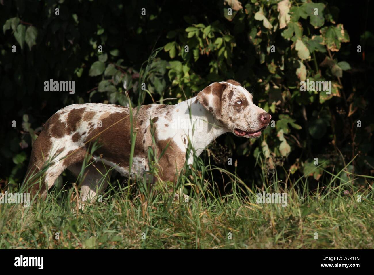 Spotted grass hi-res stock photography and images - Alamy
