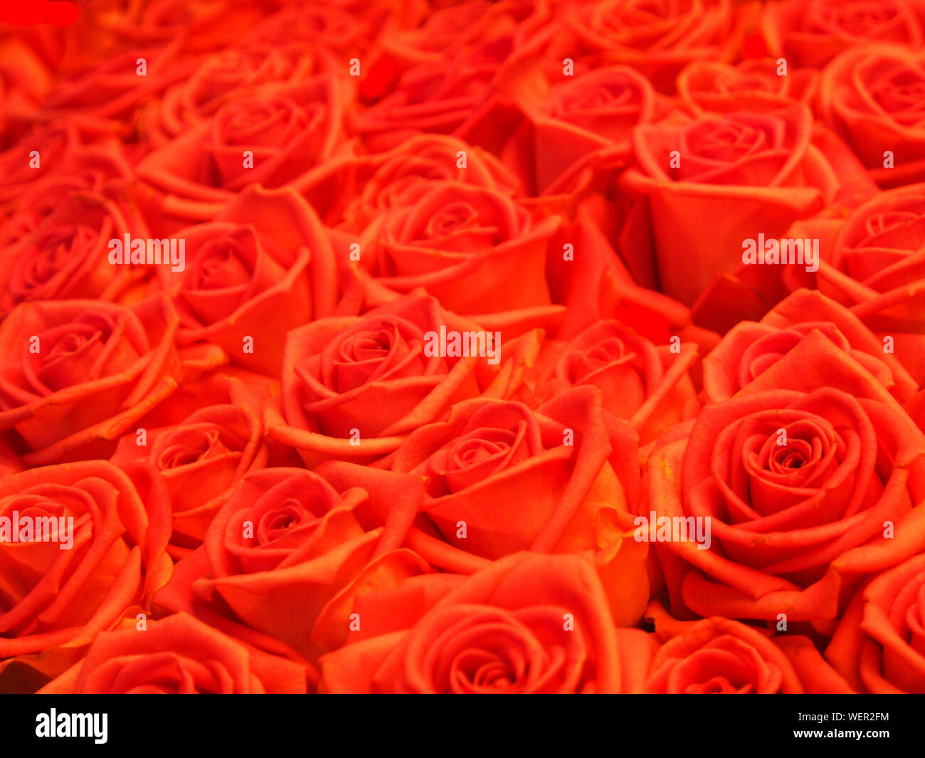 Close up shot red roses hi-res stock photography and images - Alamy
