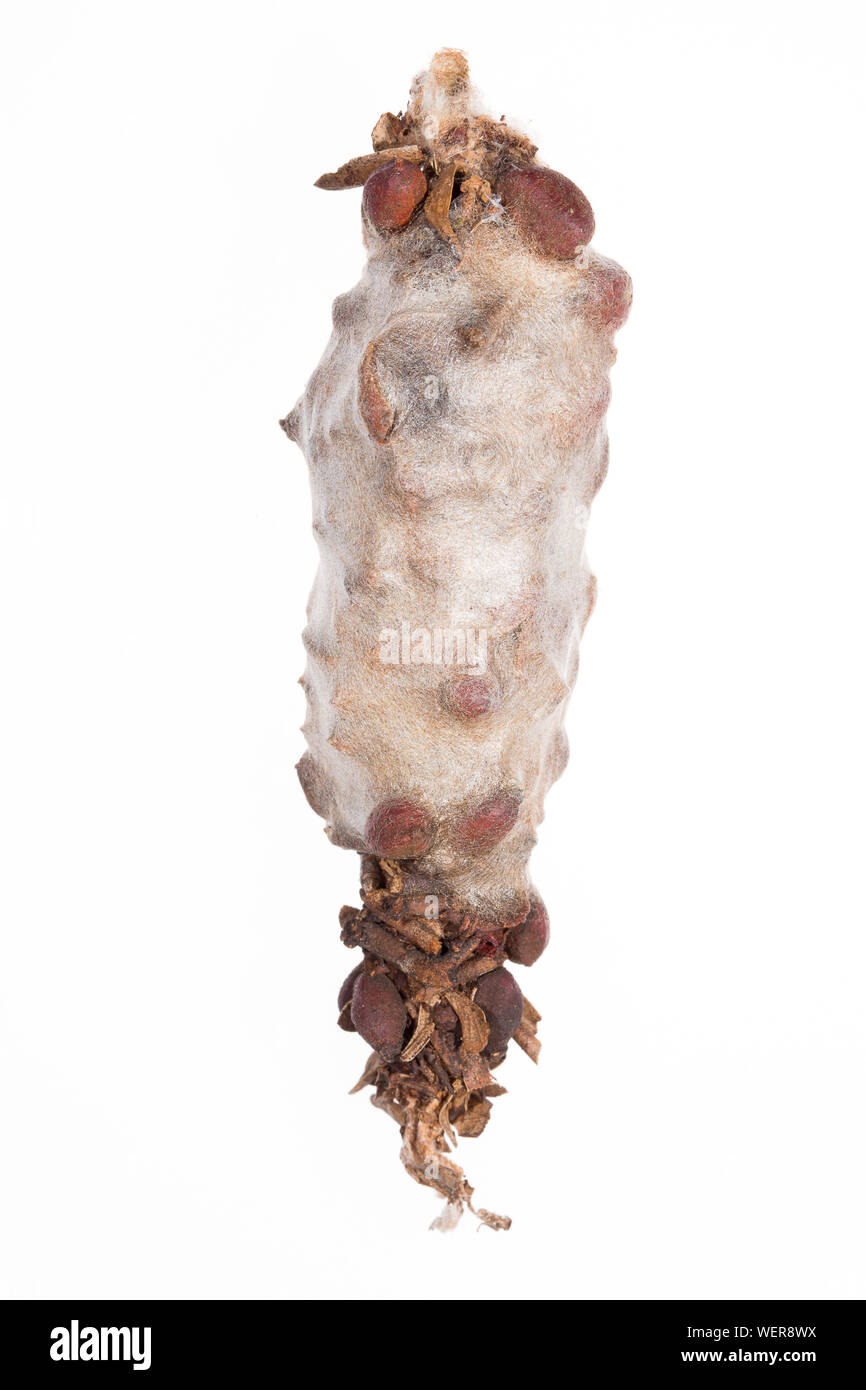 Food Web High Resolution Stock Photography and Images - Alamy
