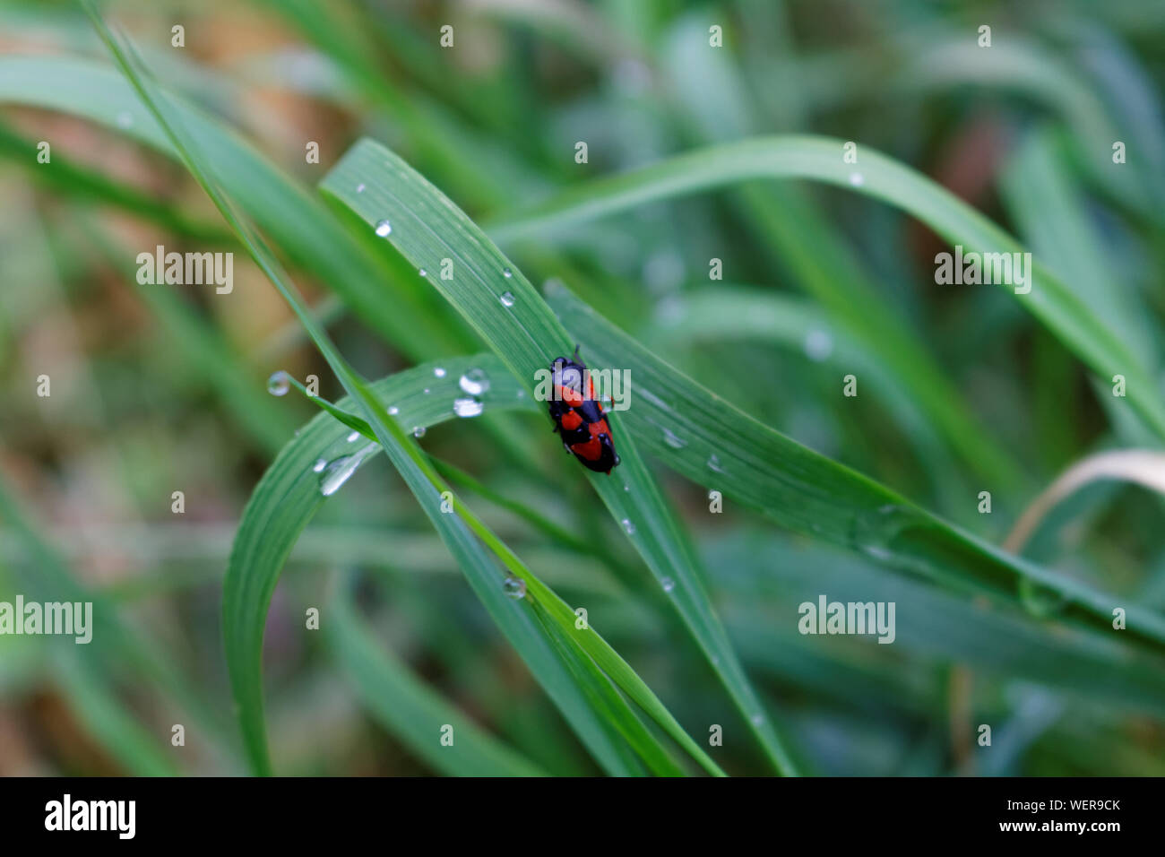 Water drop on beetle hi-res stock photography and images - Alamy