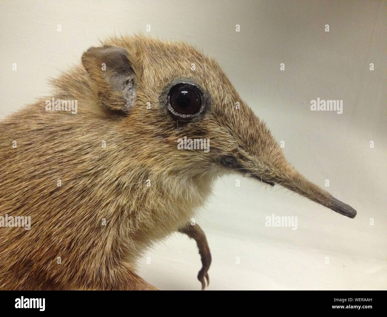 Shrew hi-res stock photography and images - Alamy