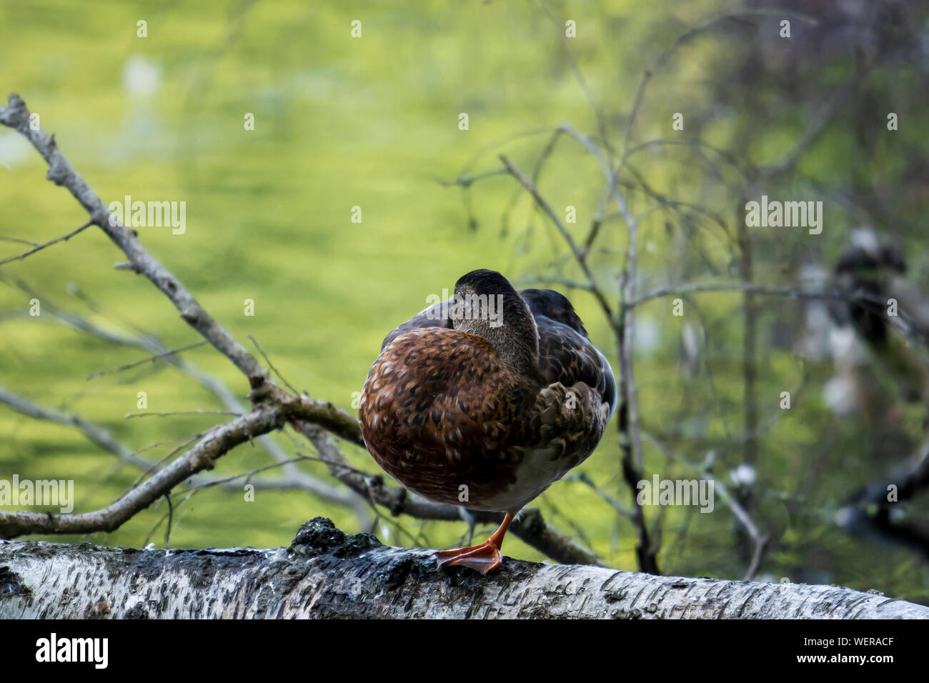 Duck master hi-res stock photography and images - Alamy