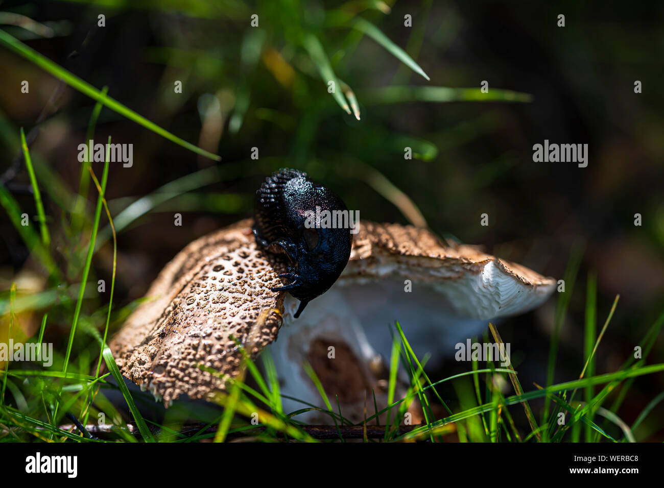 A Slug feeding Stock Photo - Alamy