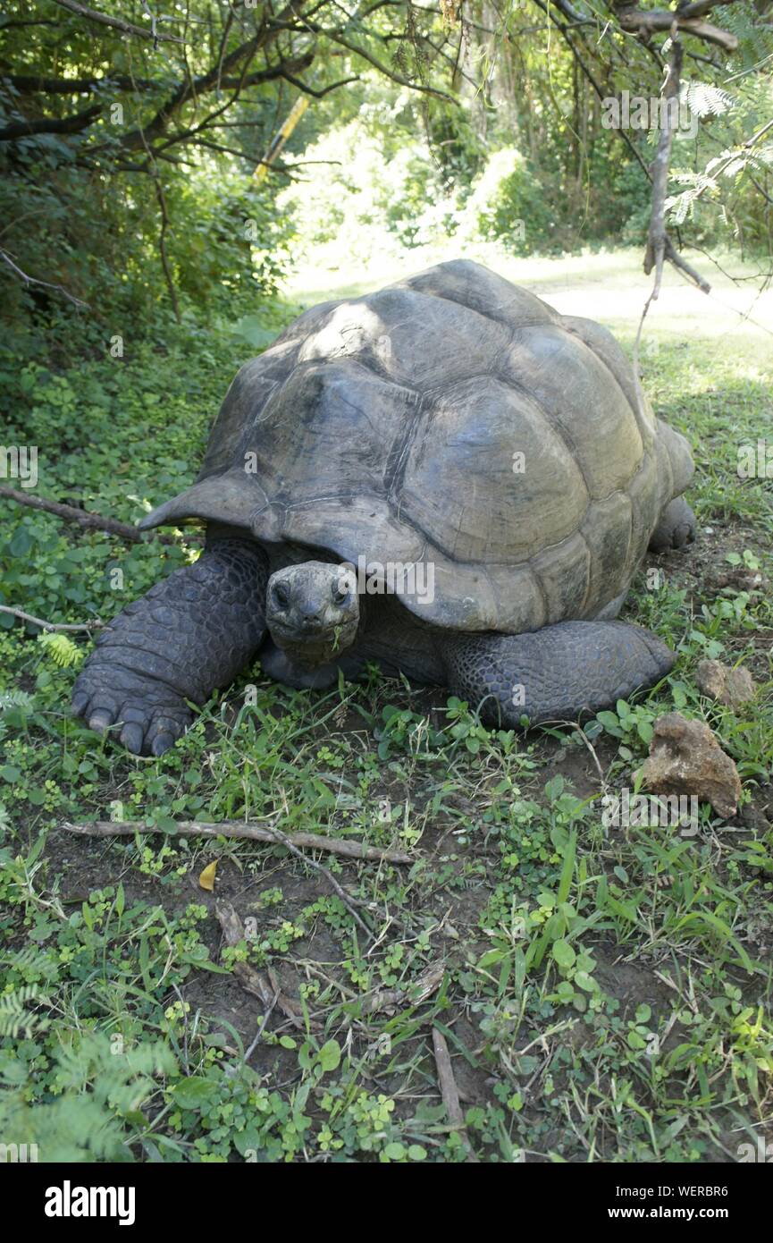 Portrait of giant tortoise hi-res stock photography and images - Alamy
