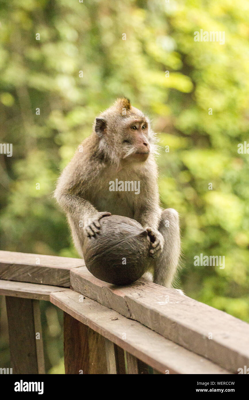 Monkey holding fruit hi-res stock photography and images - Alamy