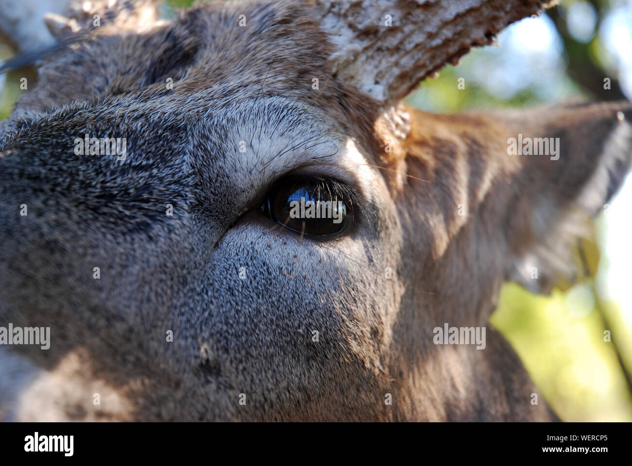 Deer with one eye hi-res stock photography and images - Alamy