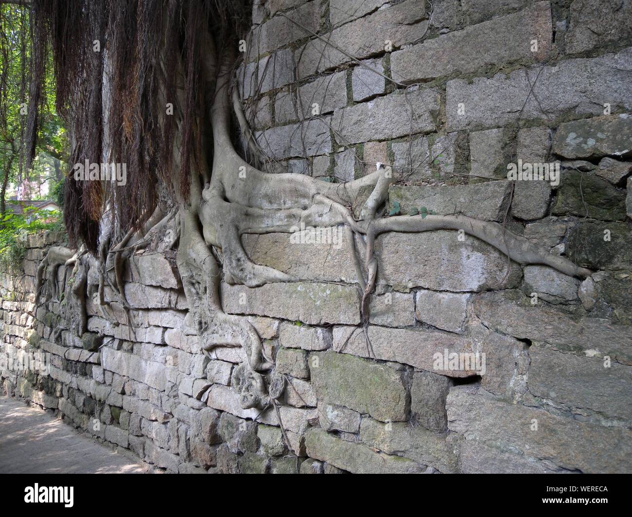 Tree on the stone wall hi-res stock photography and images - Alamy