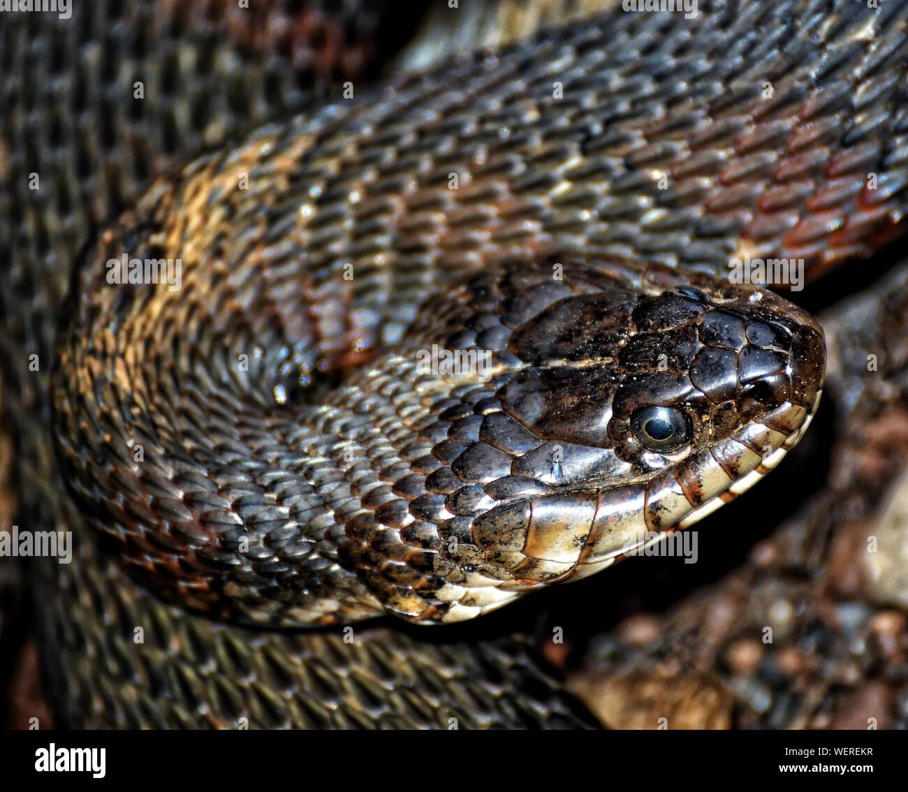Connecticut snake hi-res stock photography and images - Alamy