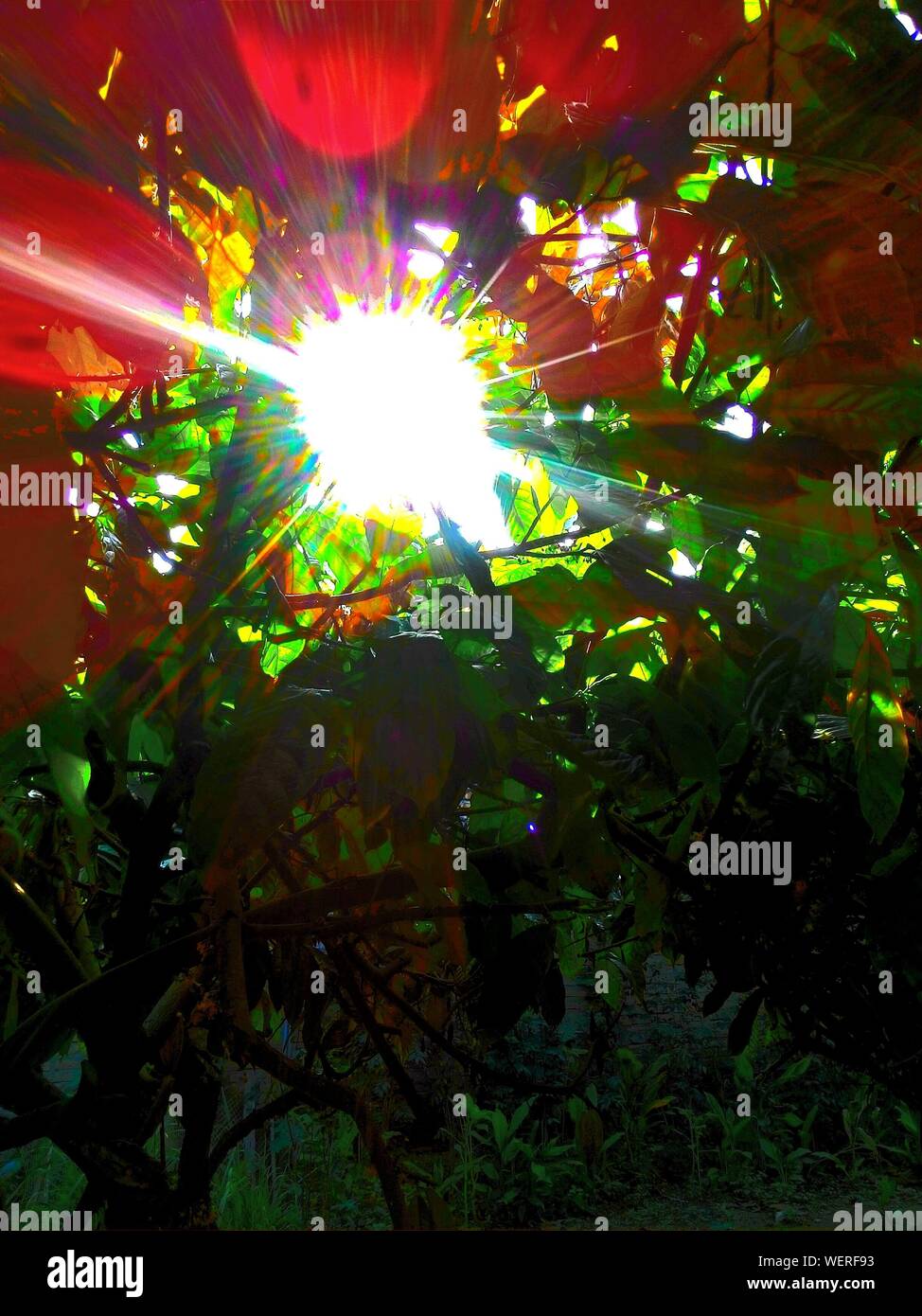 Tree behind the sun hi-res stock photography and images - Alamy