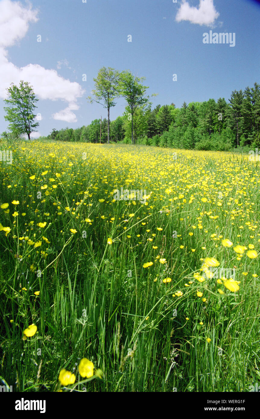 New hampshire wildflowers hi-res stock photography and images - Alamy