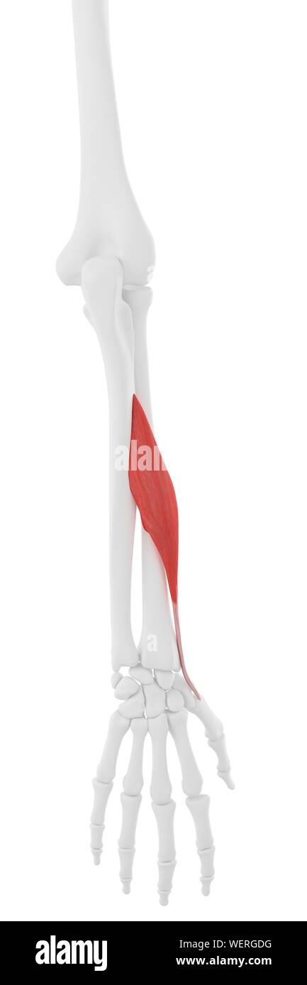 Abductor pollicis longus muscle, illustration Stock Photo - Alamy