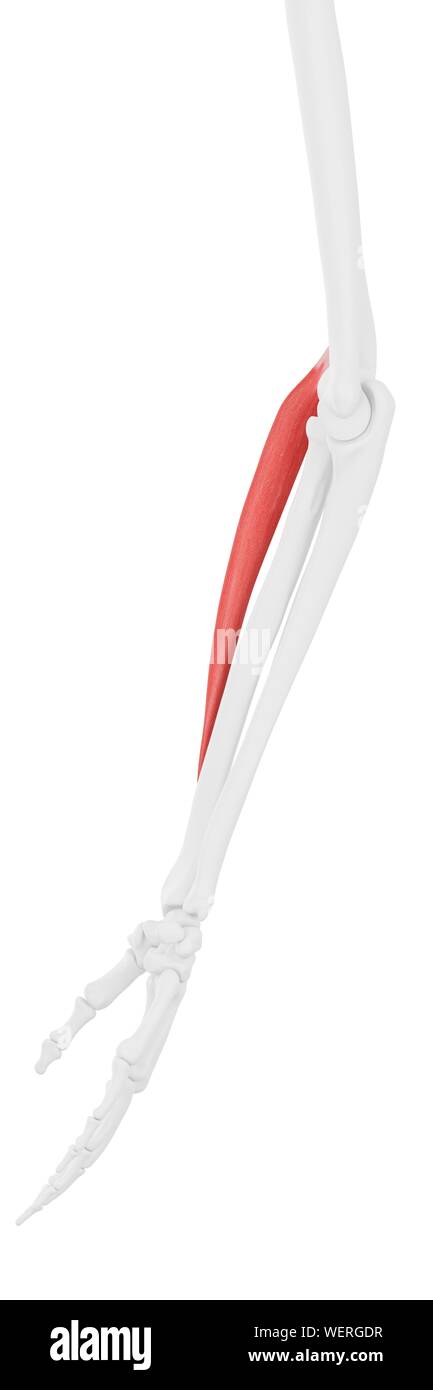Extensor carpi radialis longus muscle, illustration Stock Photo - Alamy