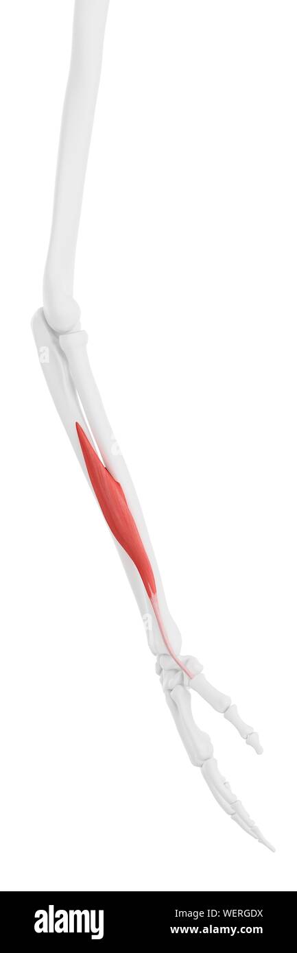 Abductor pollicis longus muscle, illustration Stock Photo - Alamy