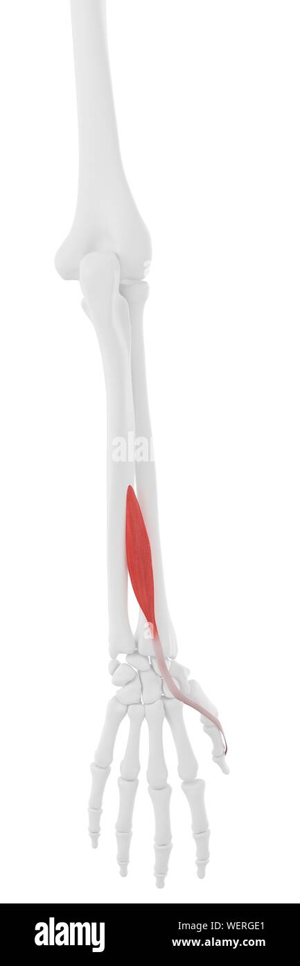 Pollicis longus muscle, illustration Stock Photo - Alamy