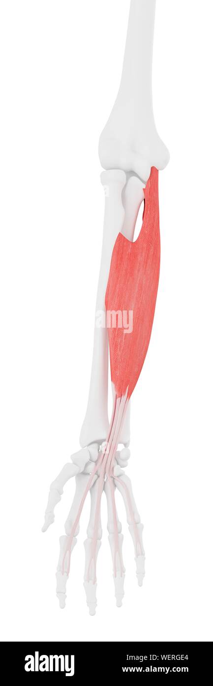 Flexor digitorum superficialis hi-res stock photography and images - Alamy