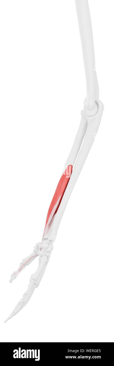 Flexor pollicis longus muscle, illustration Stock Photo - Alamy