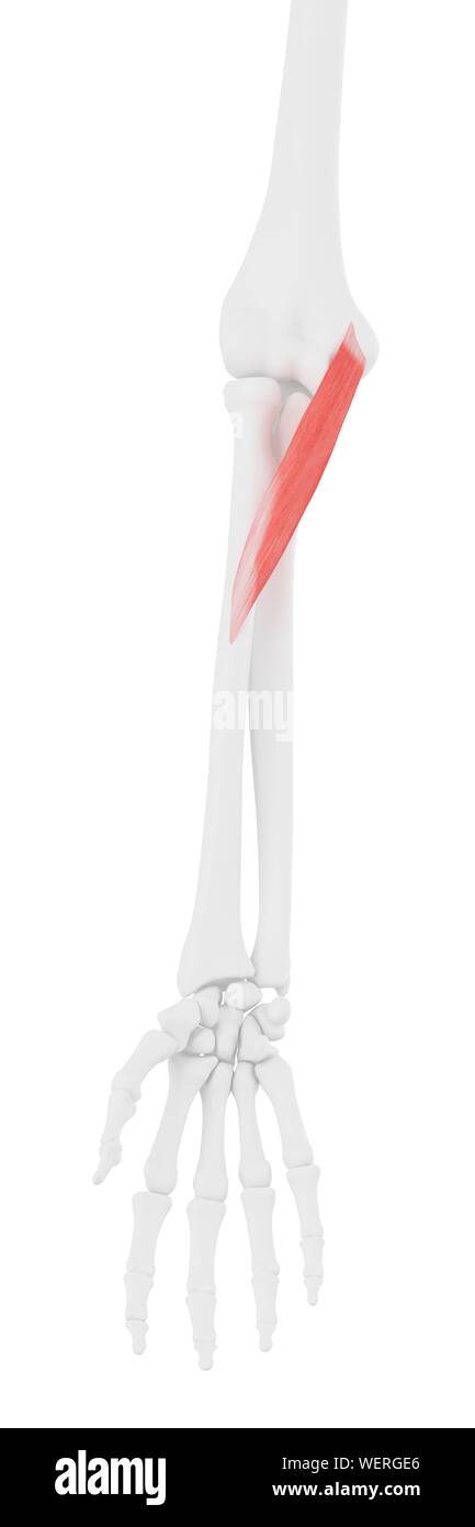 Pronator teres hi-res stock photography and images - Alamy