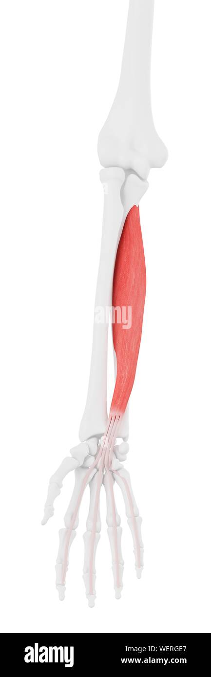 Flexor digitorum profundus muscle, illustration Stock Photo - Alamy