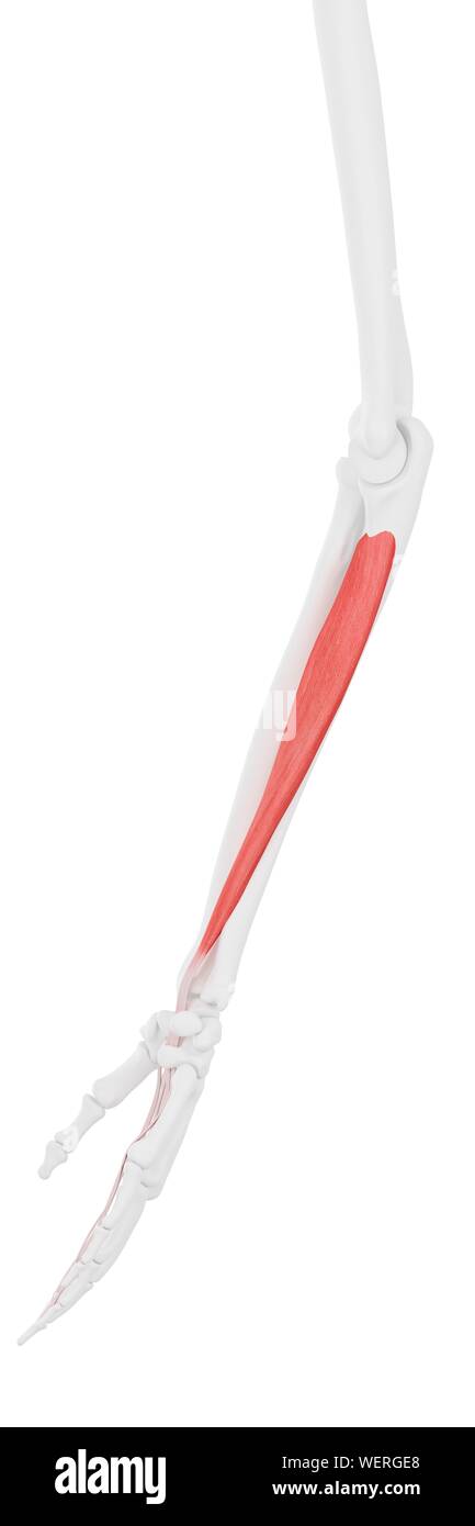 Flexor digitorum profundus muscle, illustration Stock Photo - Alamy